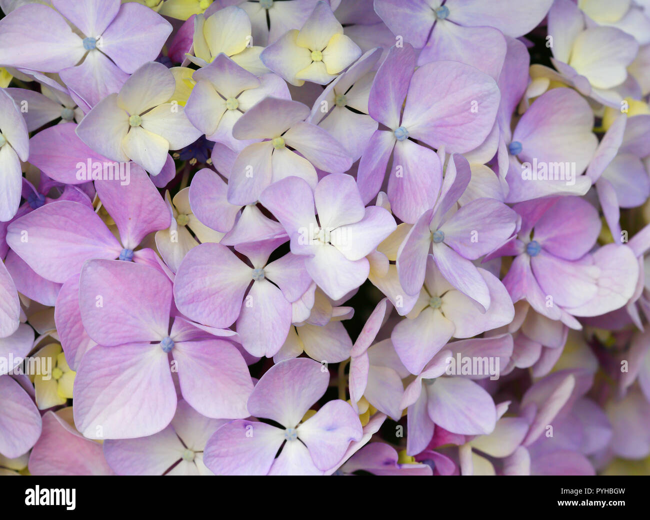 Hydrangea macrophylla - Pink hydrangea, Hortensia Lisbon, Portugal ...