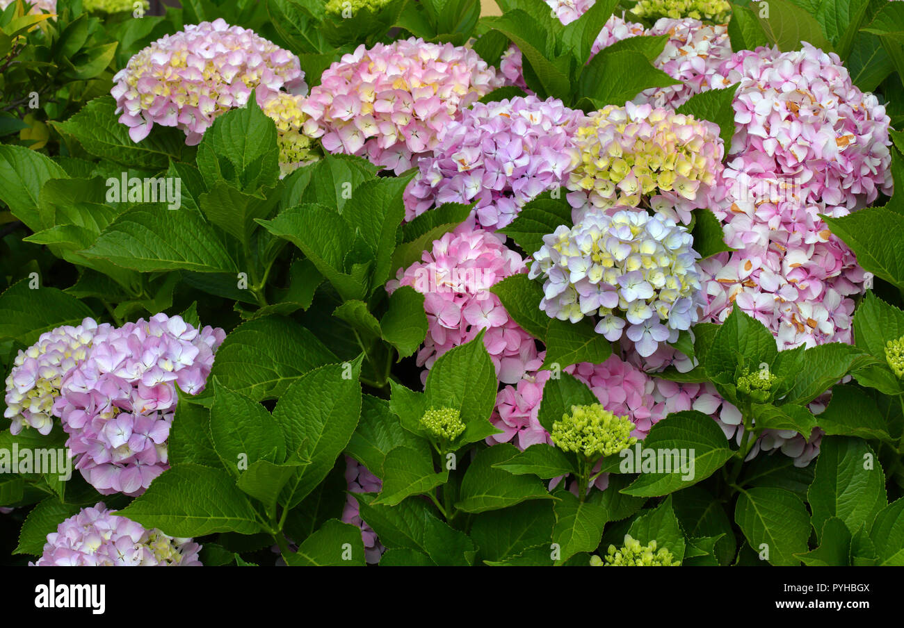 Hydrangea macrophylla - Pink hydrangea, Hortensia Lisbon, Portugal ...