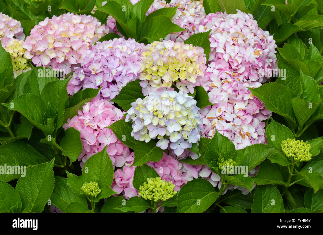 Hydrangea macrophylla - Pink hydrangea, Hortensia Lisbon, Portugal ...