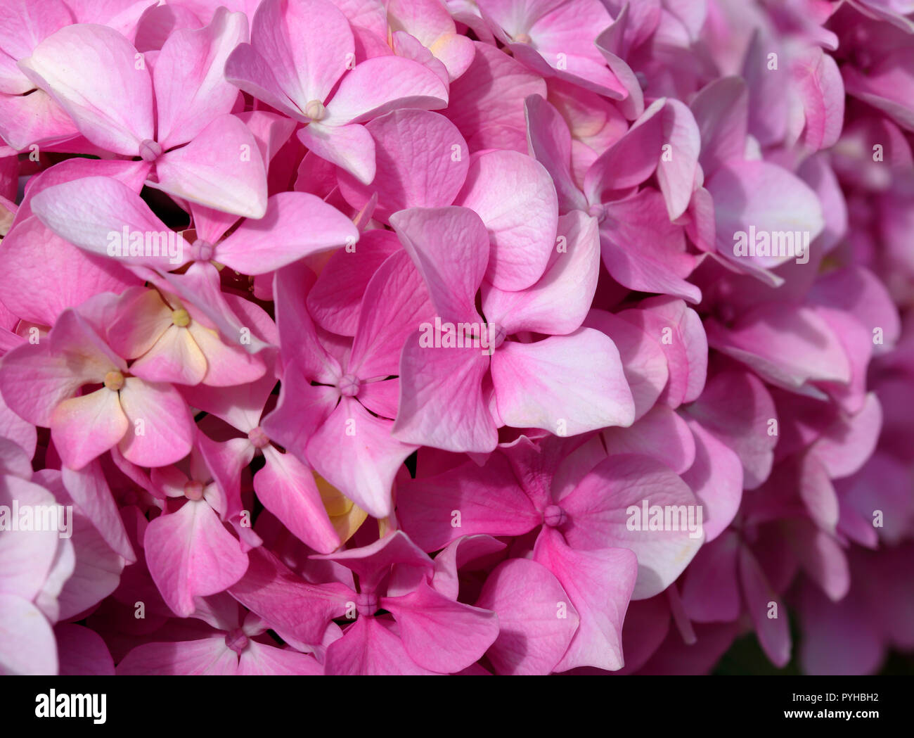 Hydrangea macrophylla - Pink hydrangea, Hortensia Lisbon, Portugal ...