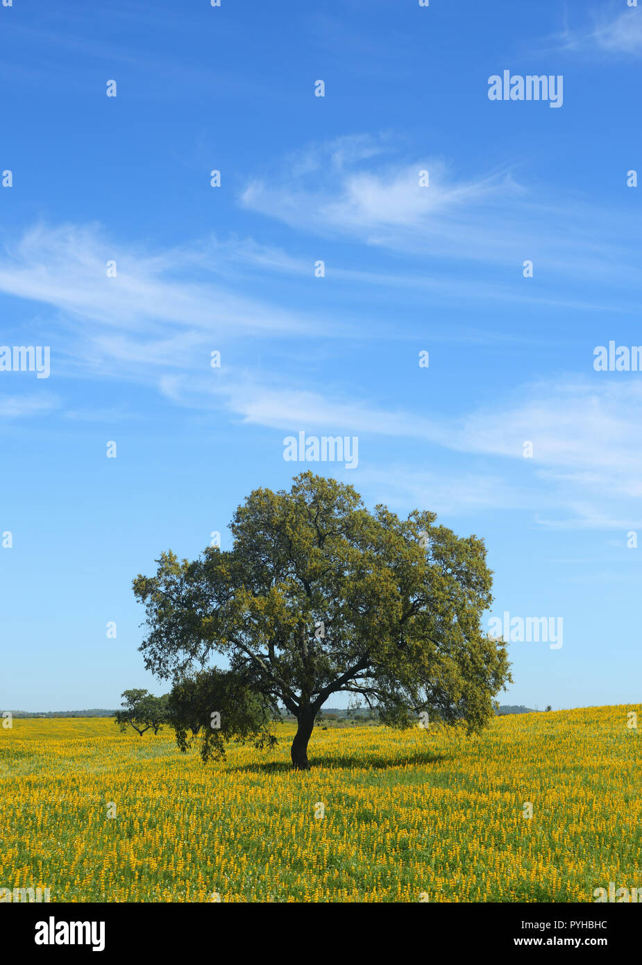 Portugal, Alentejo, Evora. A solitary Cork Oak tree - Quercus Suber, in ...