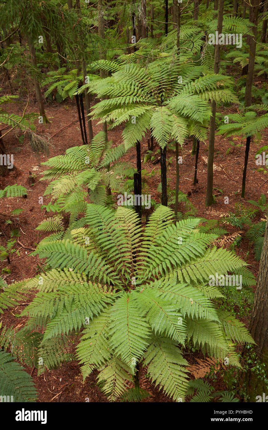 Tree ferns, Redwoods Forest, Rotorua, North Island, New Zealand Stock ...