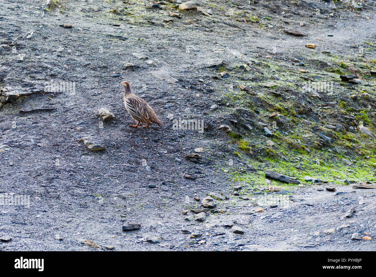 View over Tibetan Snowcock, native bird living high up in the Himalayan ...