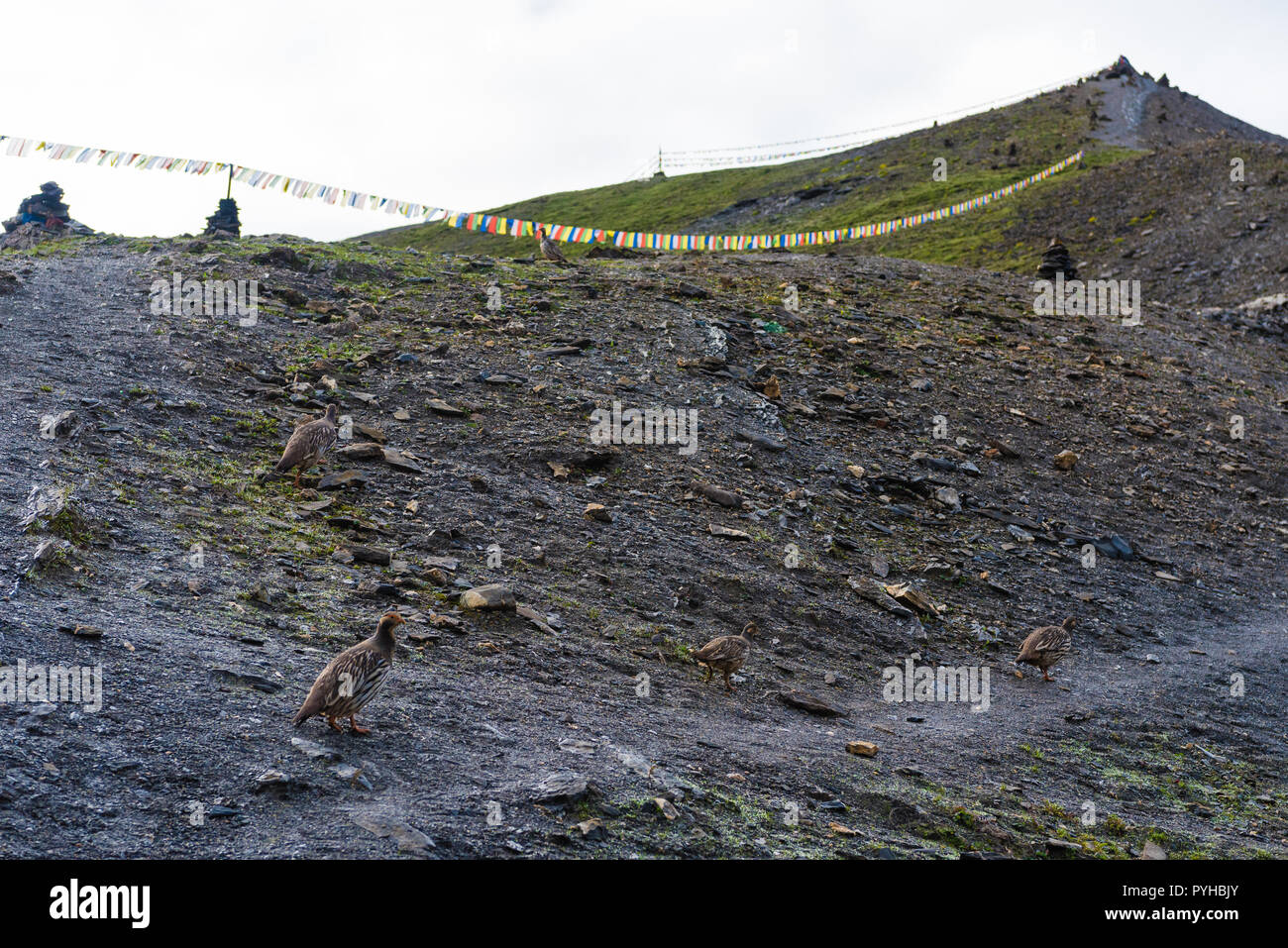View over Tibetan Snowcock, native bird living high up in the Himalayan ...