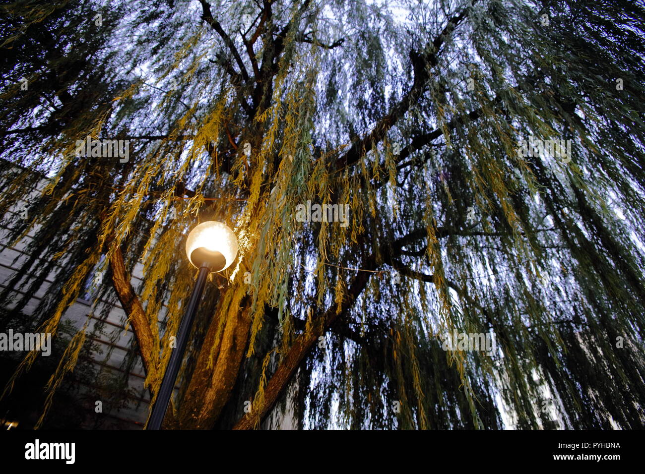 Lamp lit under the shade of a willow Stock Photo - Alamy