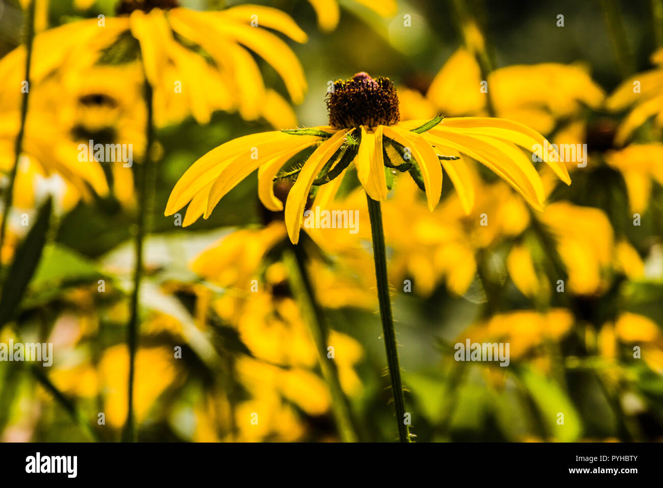 Black-eyed Susans Hogback Dam Hartland, Connecticut, USA Stock Photo ...