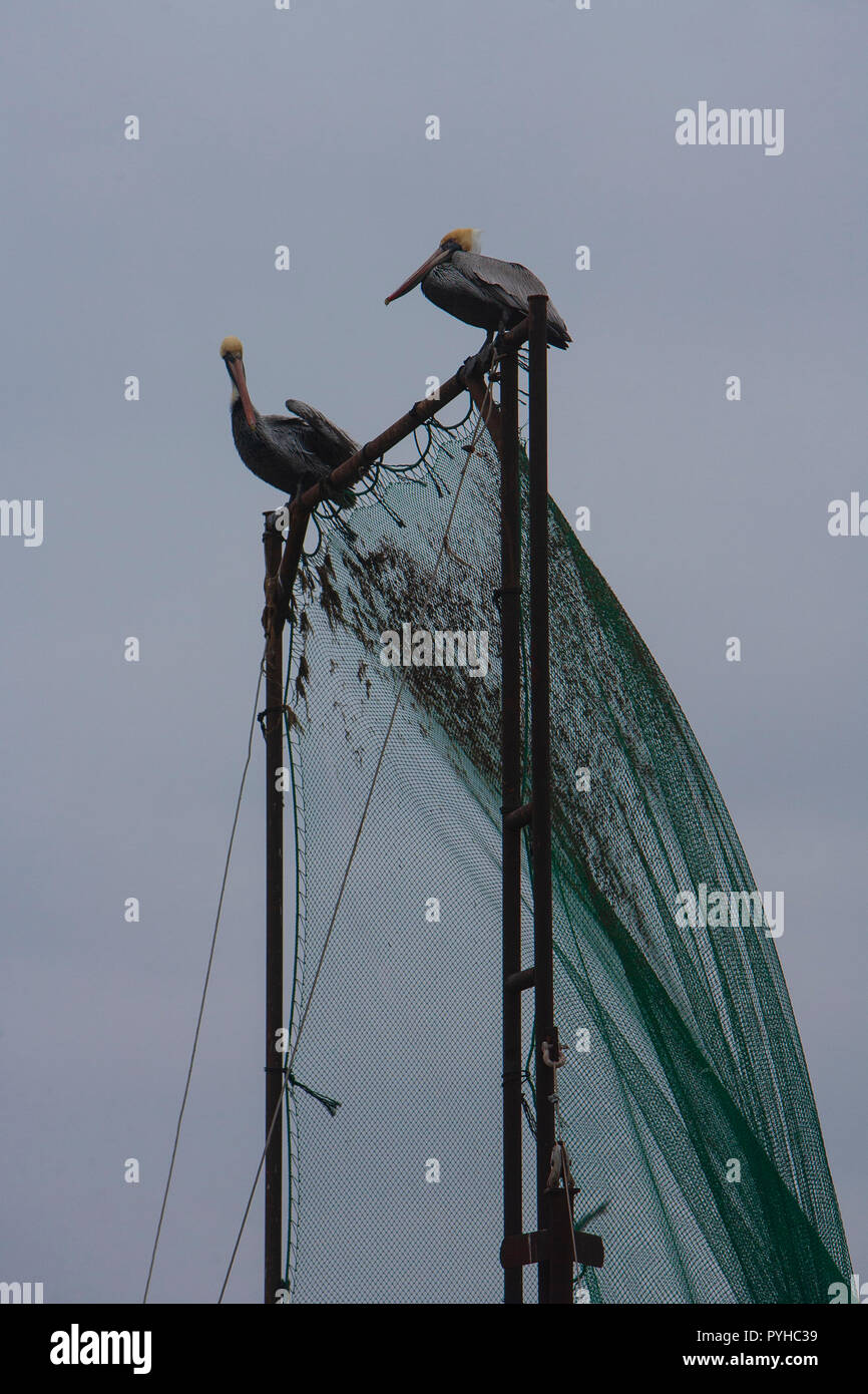 Boat trip in bird swamps hi-res stock photography and images - Alamy