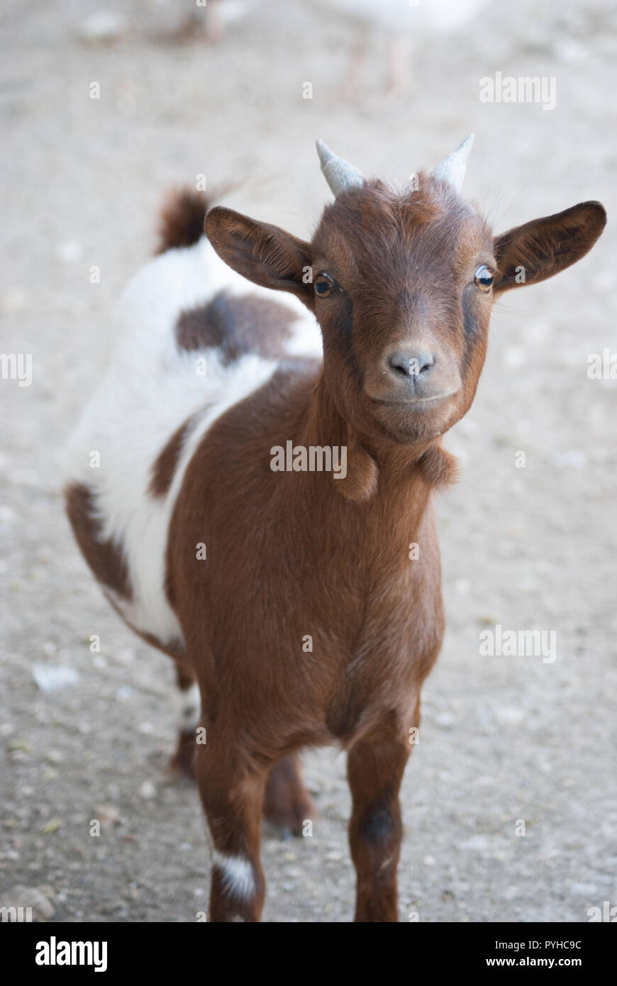 Goat and dog hi-res stock photography and images - Alamy