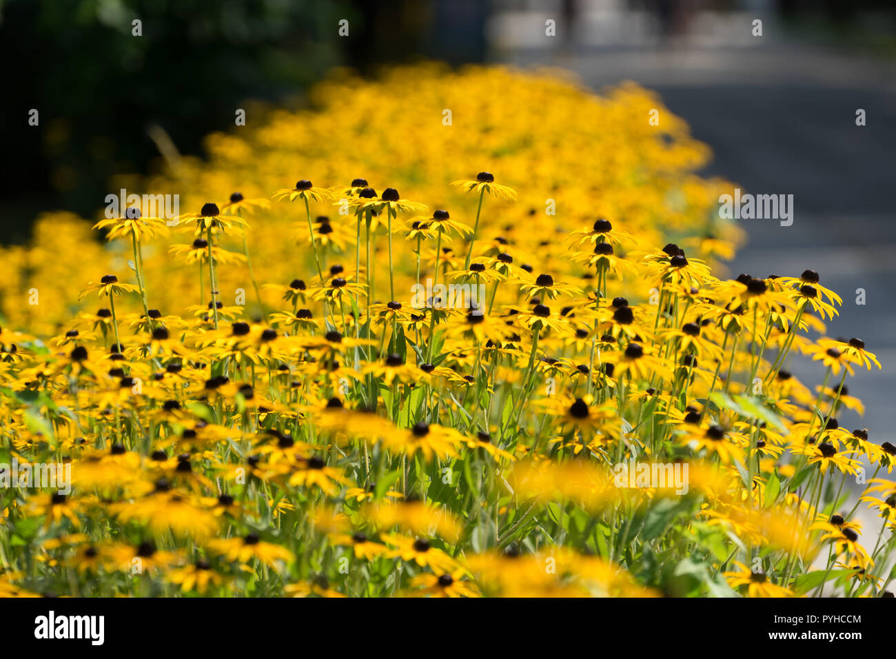 Long flower bed hi-res stock photography and images - Alamy