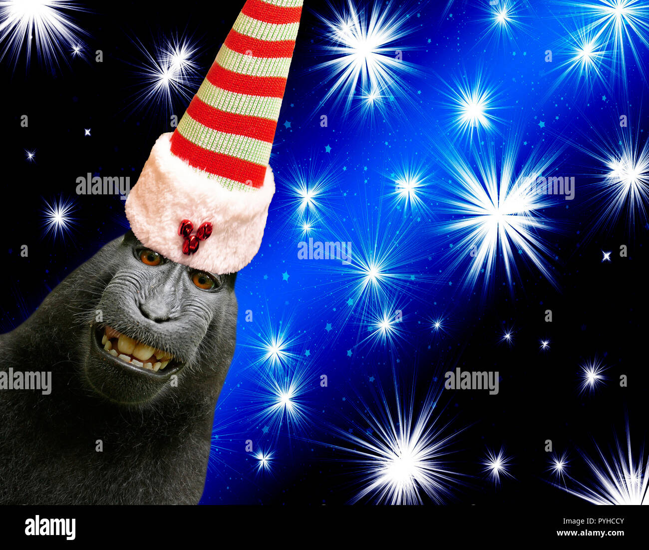 funny smiling chimpanzee monkey wearing a elf hat isolated on black and ...