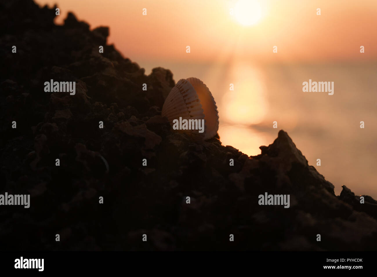 Sea shell with open valves on rock in front of sun setting over the sea ...