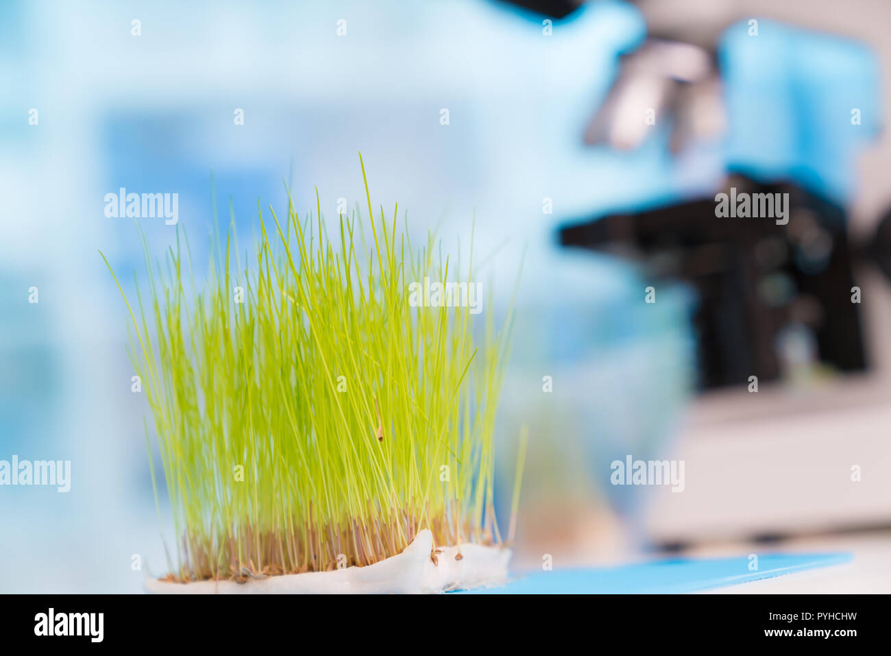 Grass end microscope in biological lab Stock Photo - Alamy