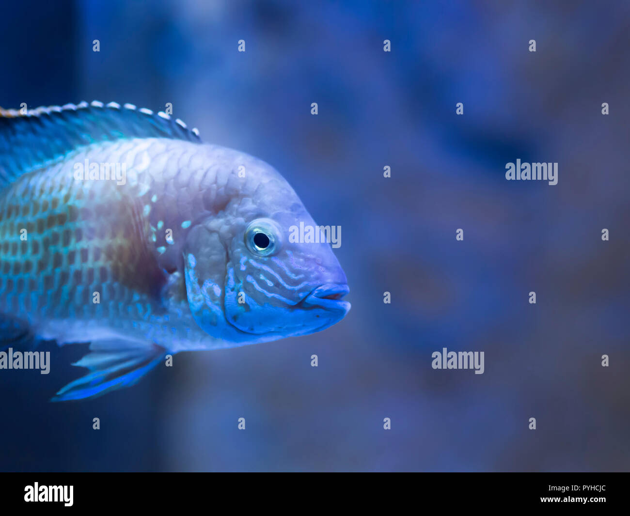 Freshwater Tropical Fish Stock Photos & Freshwater Tropical Fish Stock Images - Alamy