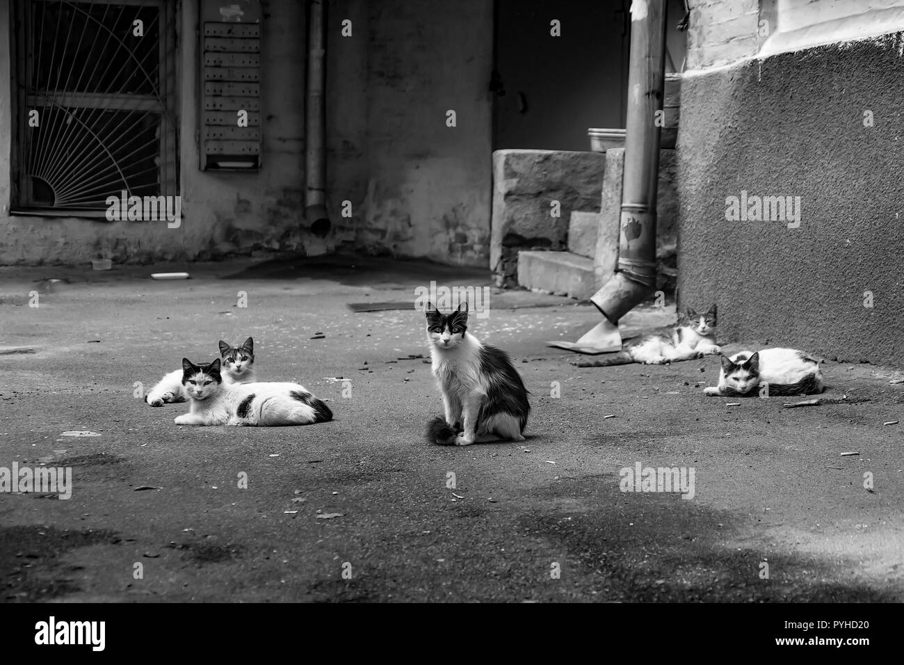 Cat in old house Black and White Stock Photos & Images - Alamy