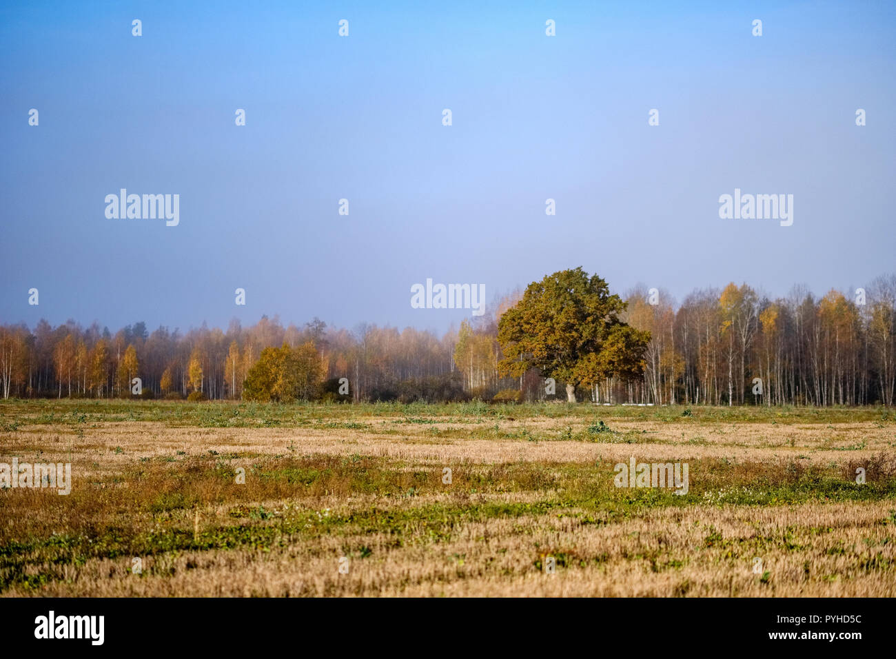 empty field in late autumn in brown fall colors Stock Photo - Alamy