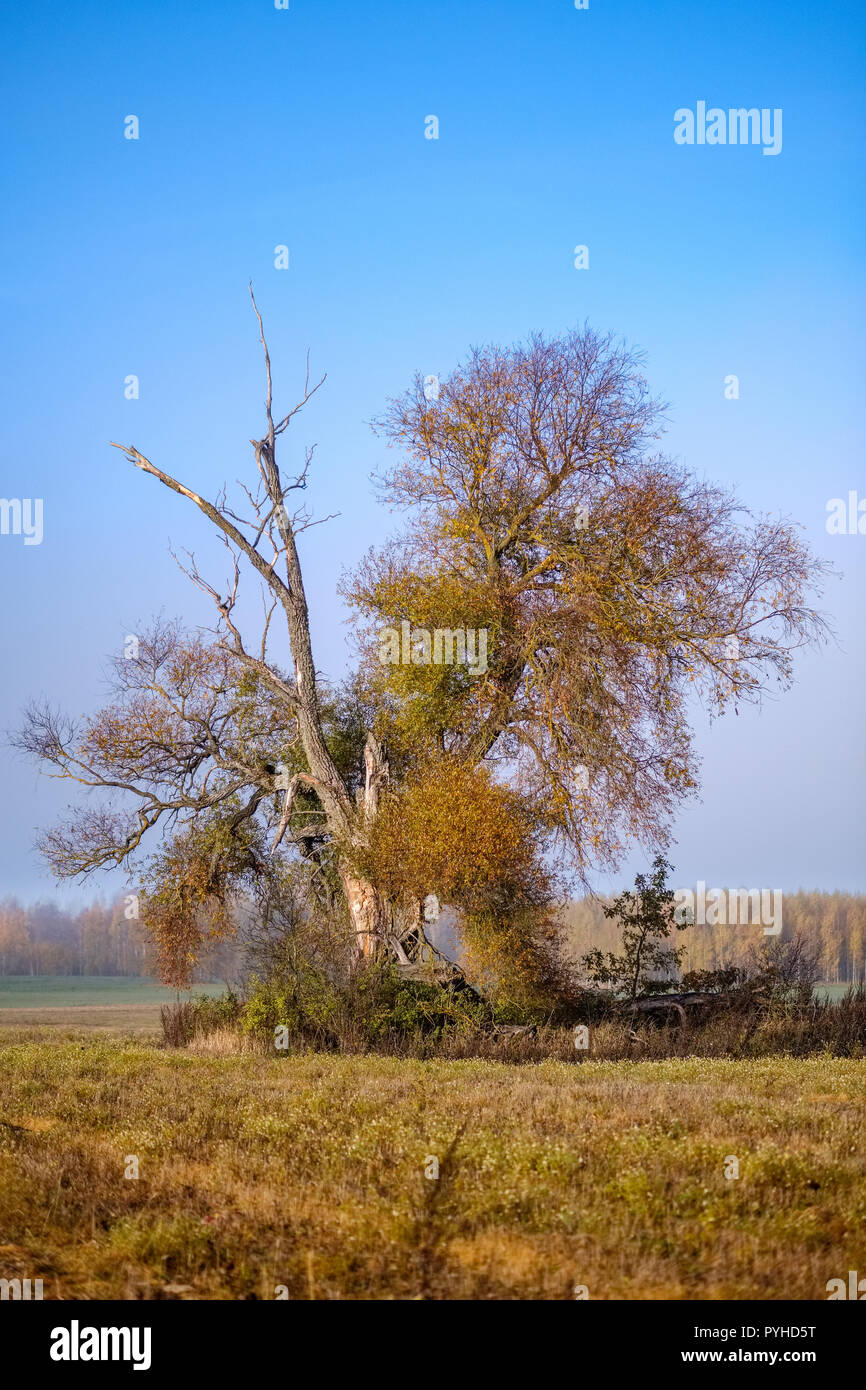 lonely autumn tree in middle of empty field in late fall Stock Photo ...