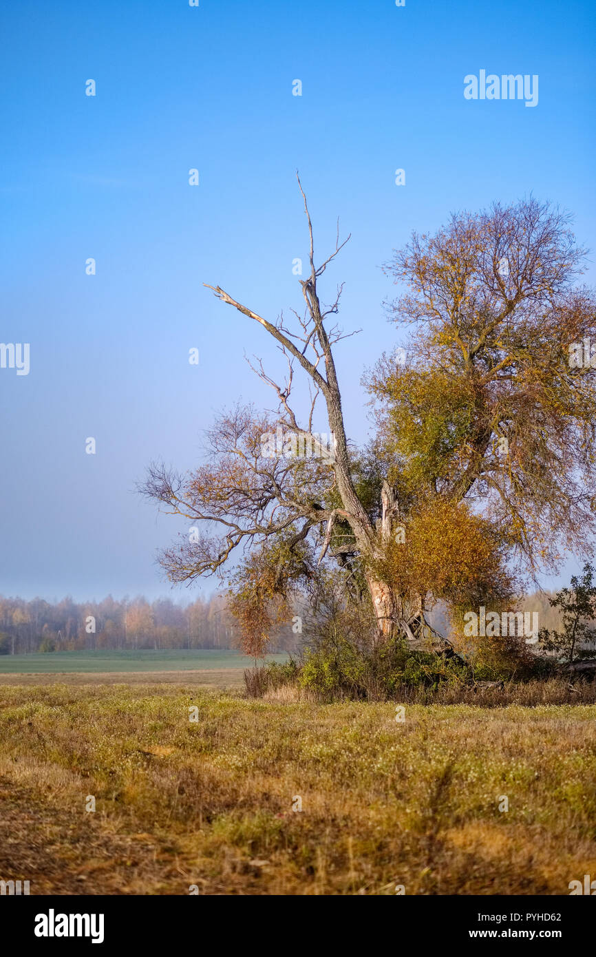 lonely autumn tree in middle of empty field in late fall Stock Photo ...