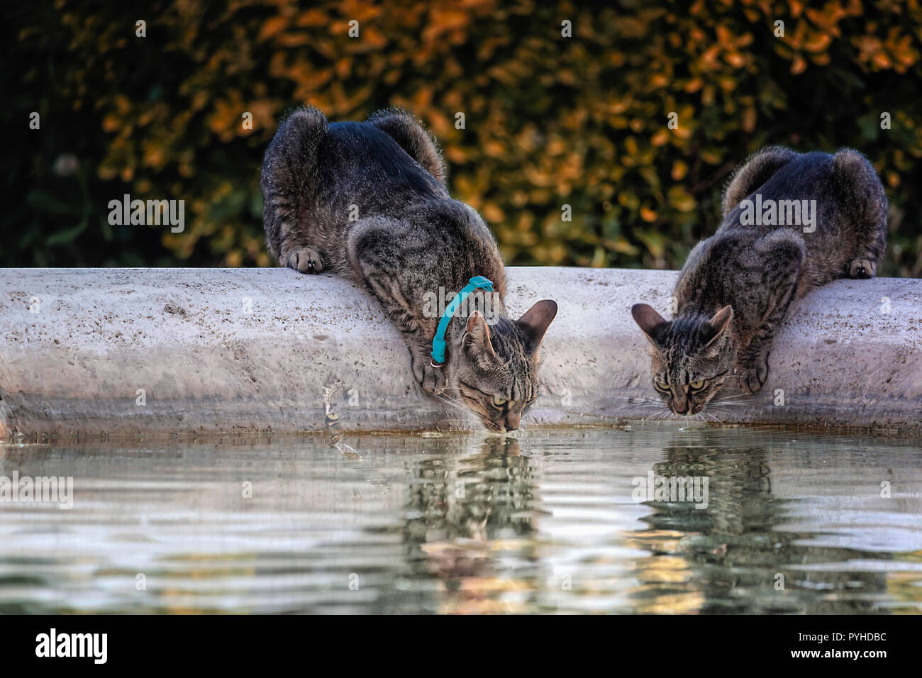 Drinking kitty hi-res stock photography and images - Alamy