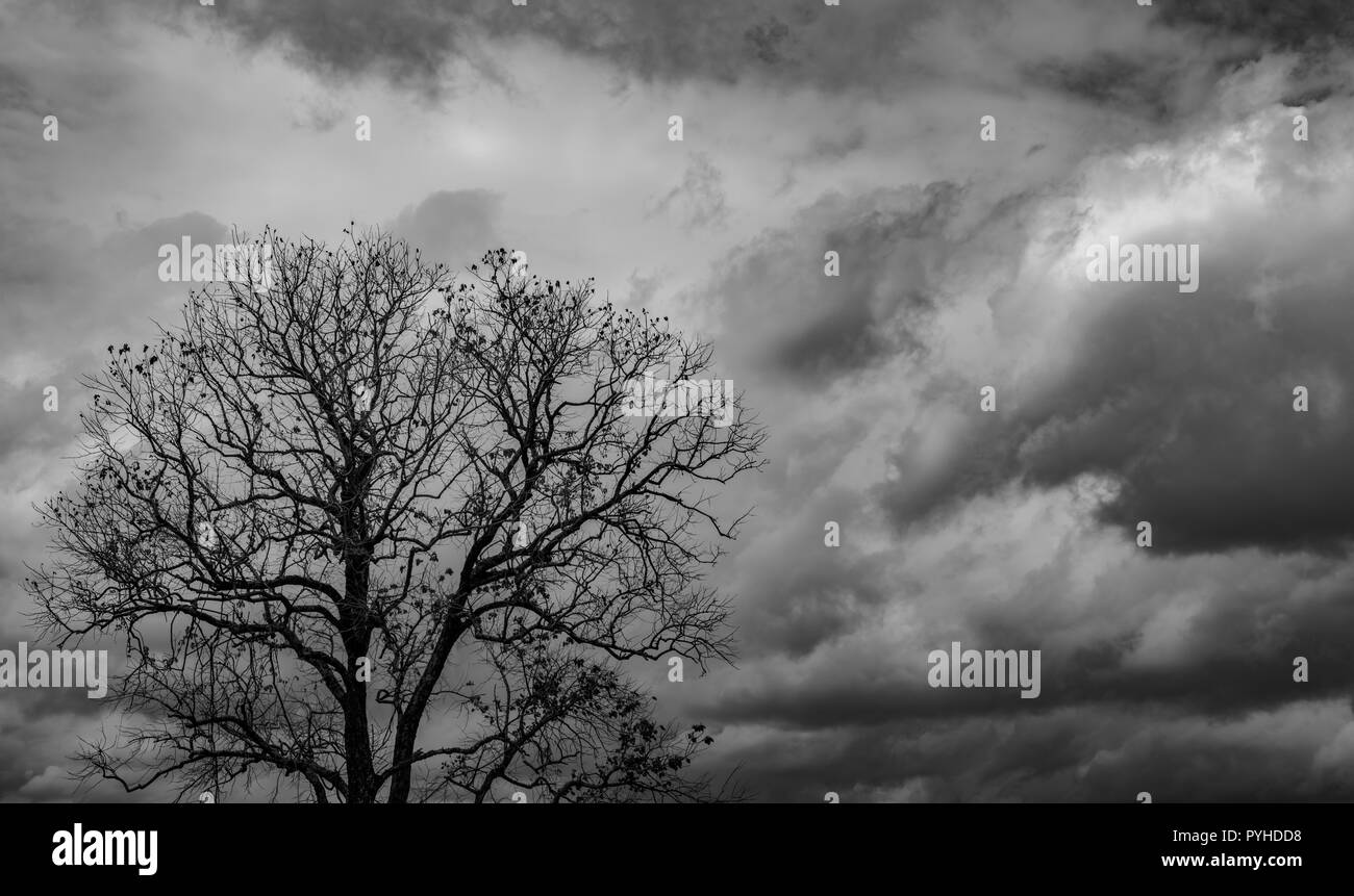 Silhouette dead tree on dark dramatic grey sky and clouds background ...