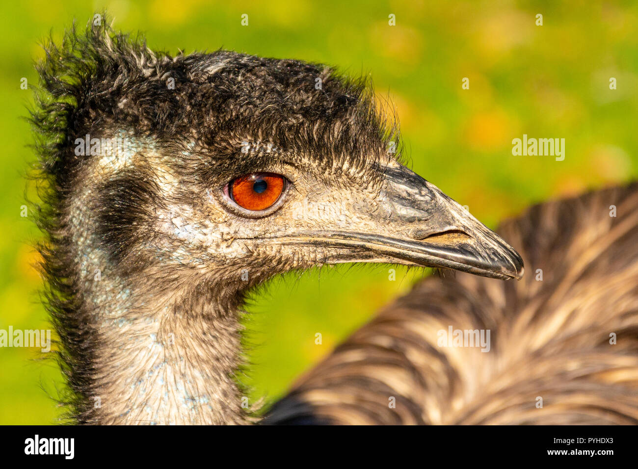Adult Emu Stock Photos & Adult Emu Stock Images - Alamy