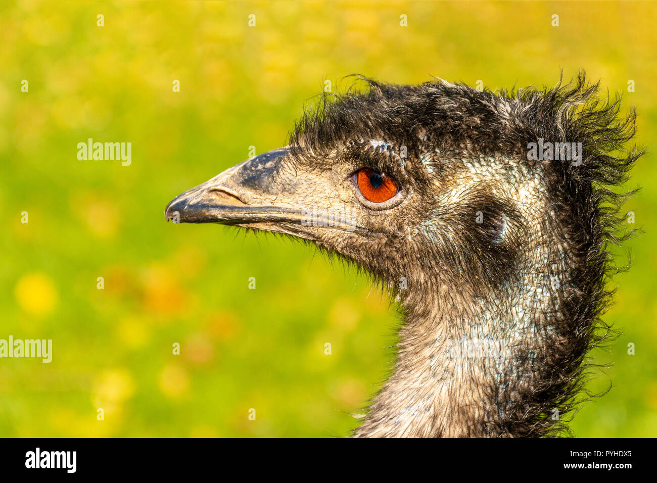 Emu head portrait hi-res stock photography and images - Alamy