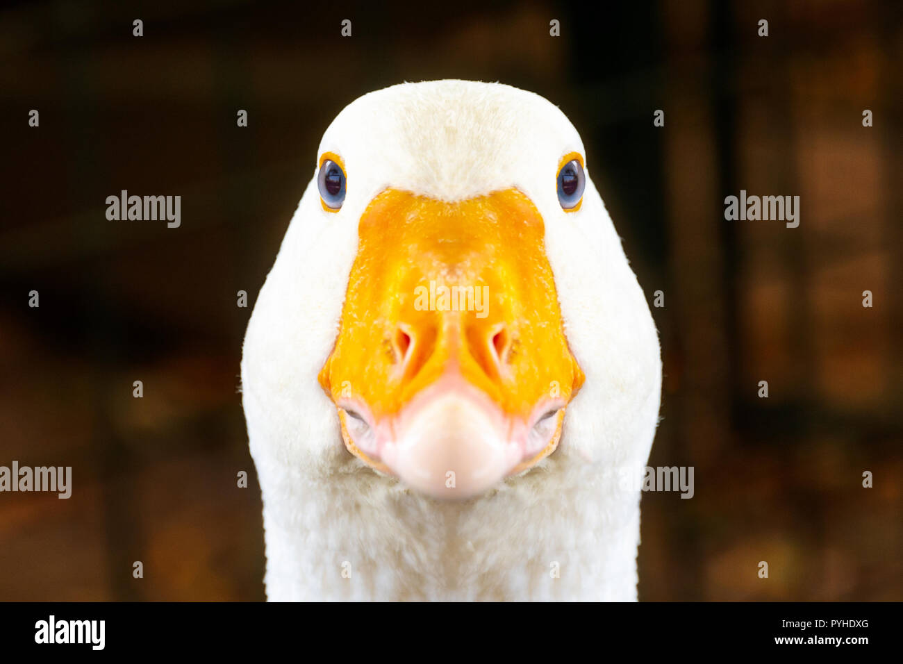 Portrait of a white geese with an orange beak. Breeding poultry for ...