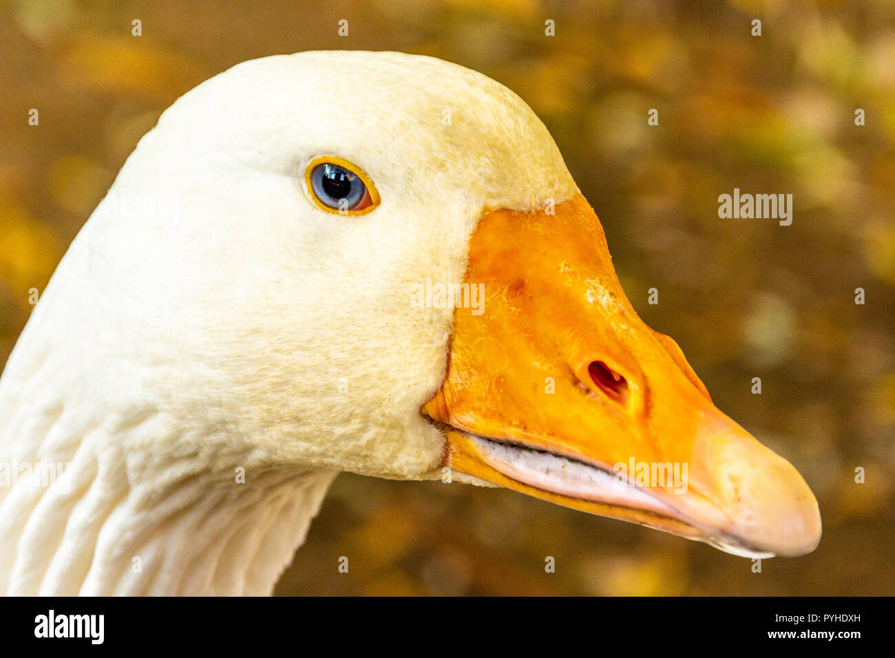 Portrait of a white geese with an orange beak. Breeding poultry for ...