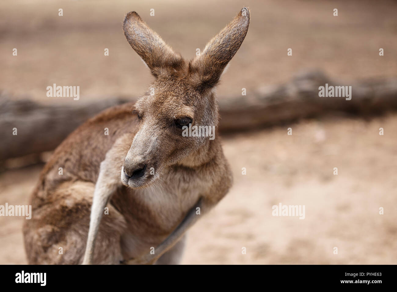 Kangaroo court hi-res stock photography and images - Alamy