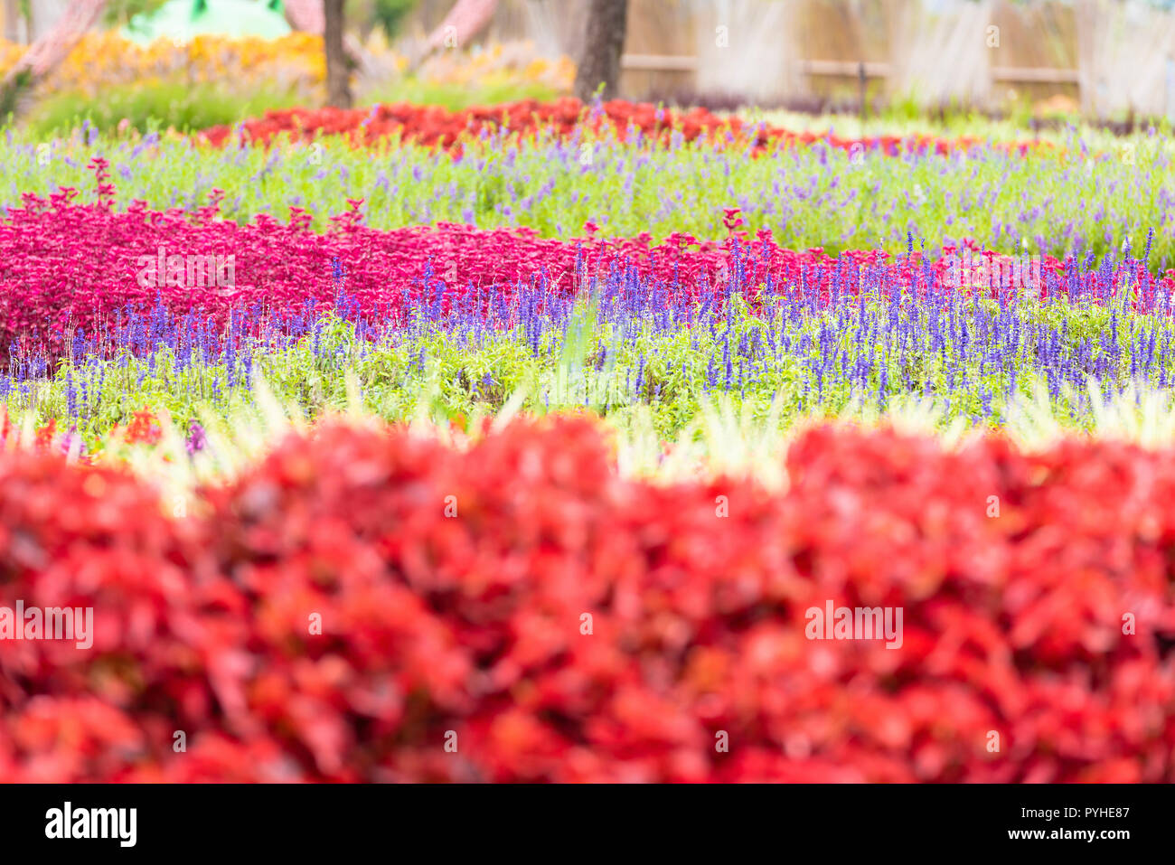 Colorful flower garden Stock Photo - Alamy