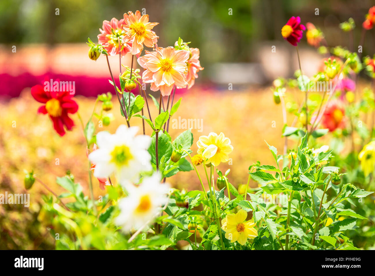 Beauty flowers illustration hi-res stock photography and images - Alamy