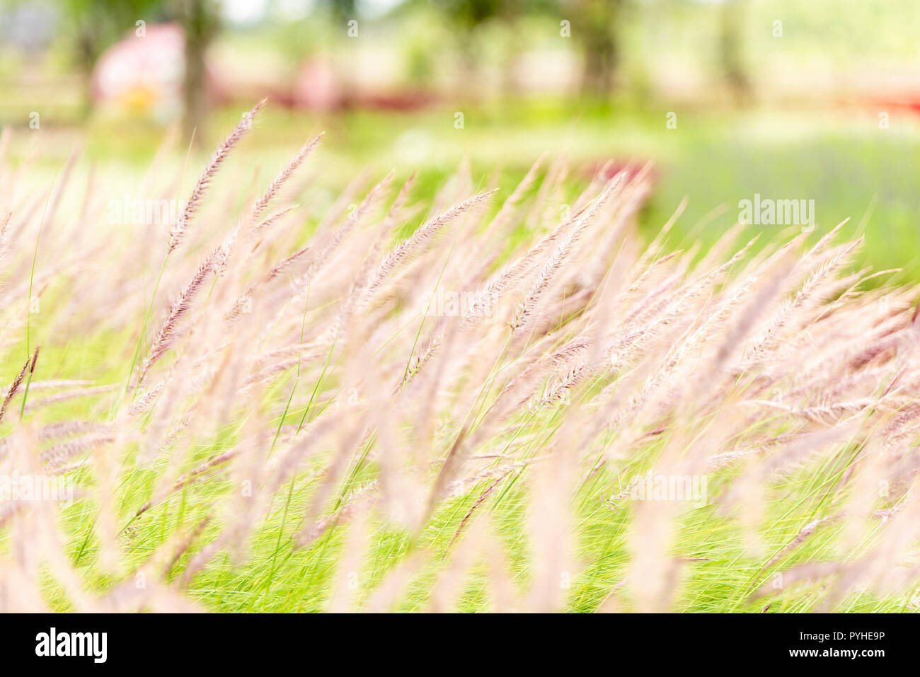 The grass is beautiful Stock Photo - Alamy