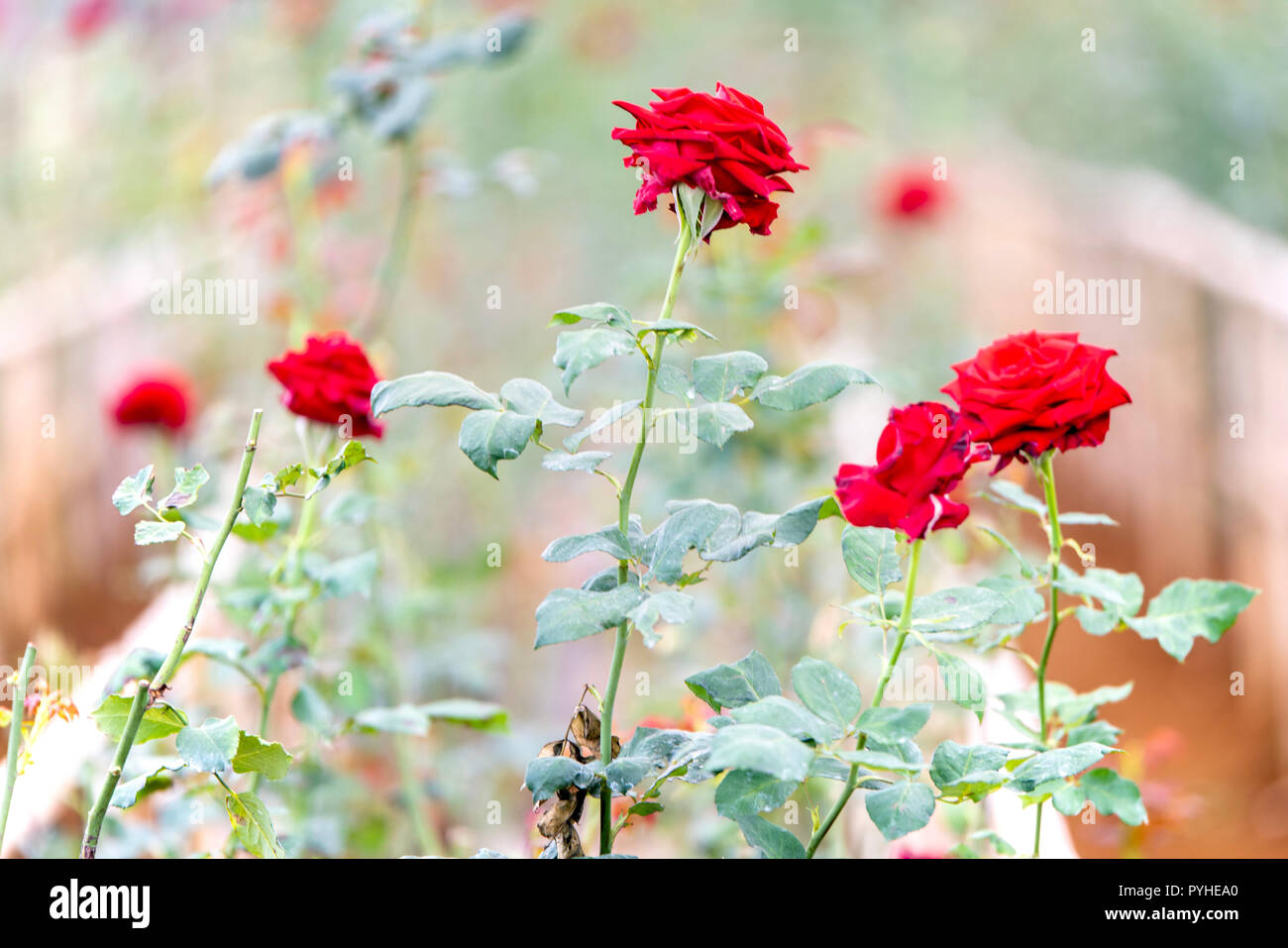 Beautiful red roses Stock Photo - Alamy