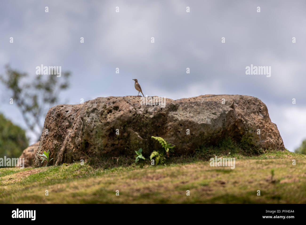 Brown bird on a rock Stock Photo - Alamy