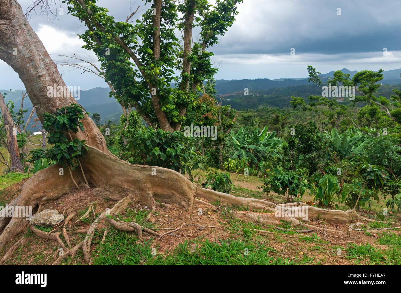 Puerto Rico National Tree