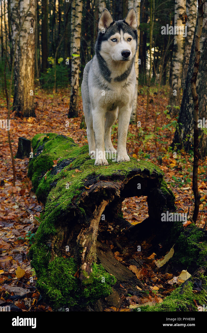 A dog of breed Husky with different eyes is standing on a fallen tree ...