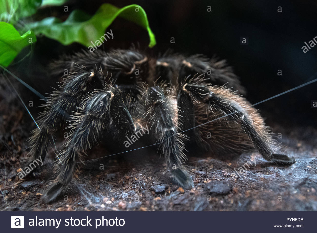 Goliath Birdeater Stock Photos & Goliath Birdeater Stock Images - Alamy