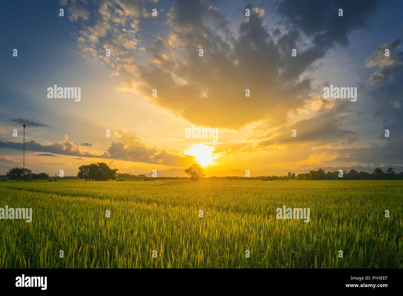 Beautiful rice field and sunset at Thailand Stock Photo - Alamy