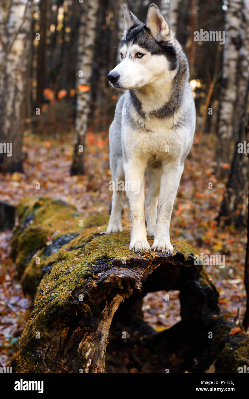 Husky dog breed with different eyes standing on a fallen tree in the ...