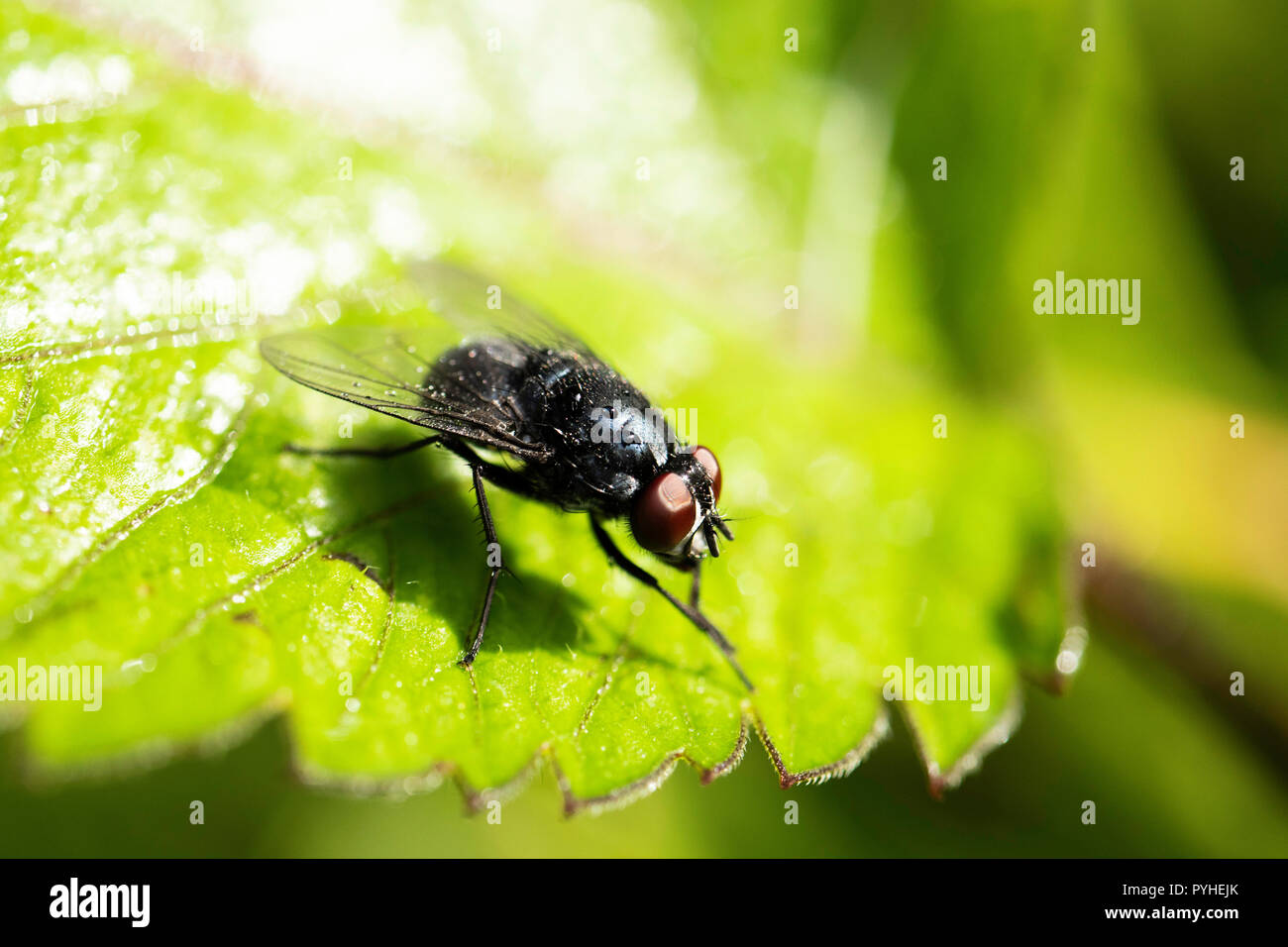 Fly resting on top a leaf Stock Photo - Alamy