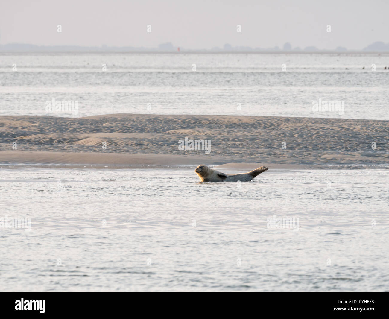 Common seal resting on tidal flats of Wadden Sea near Terschelling ...