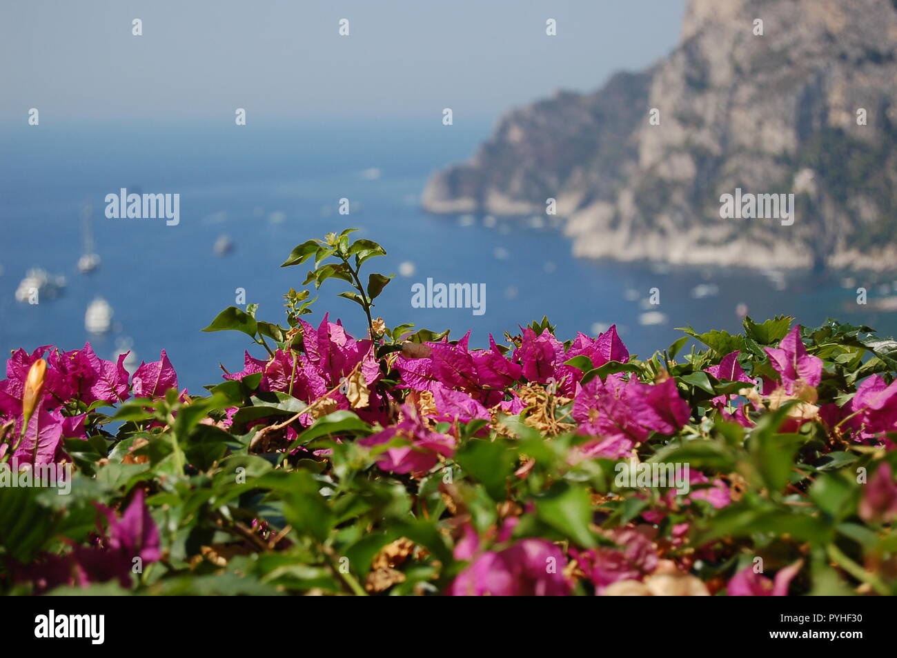 Pink Flowers with a view of the coast on Capri in Italy Stock Photo - Alamy