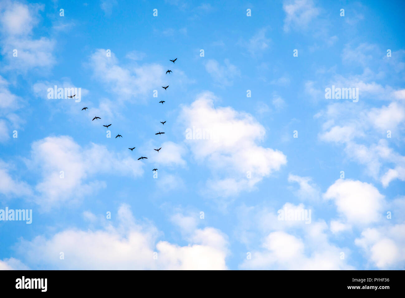Migratory geese against the sky, Seasonal migration of birds Stock ...