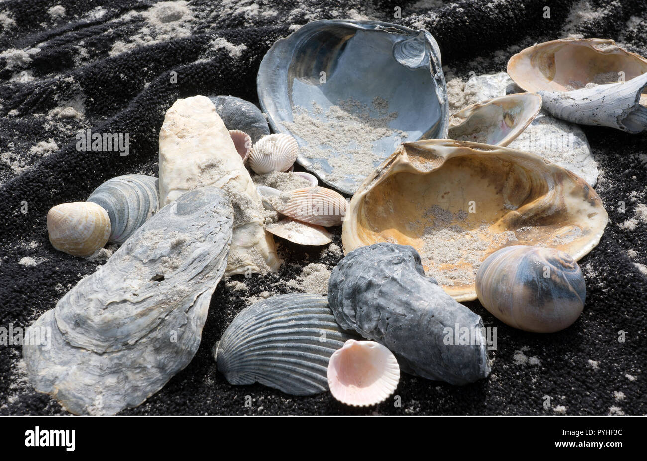 Moon shells High Resolution Stock Photography and Images - Alamy