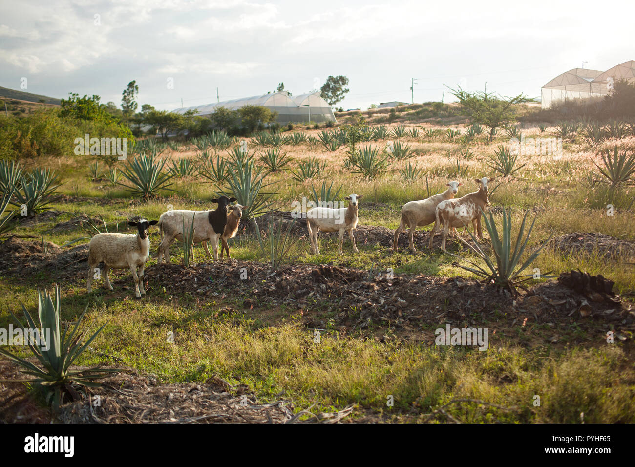 Sheep walk through a field of espadin maguey plants at the family ...