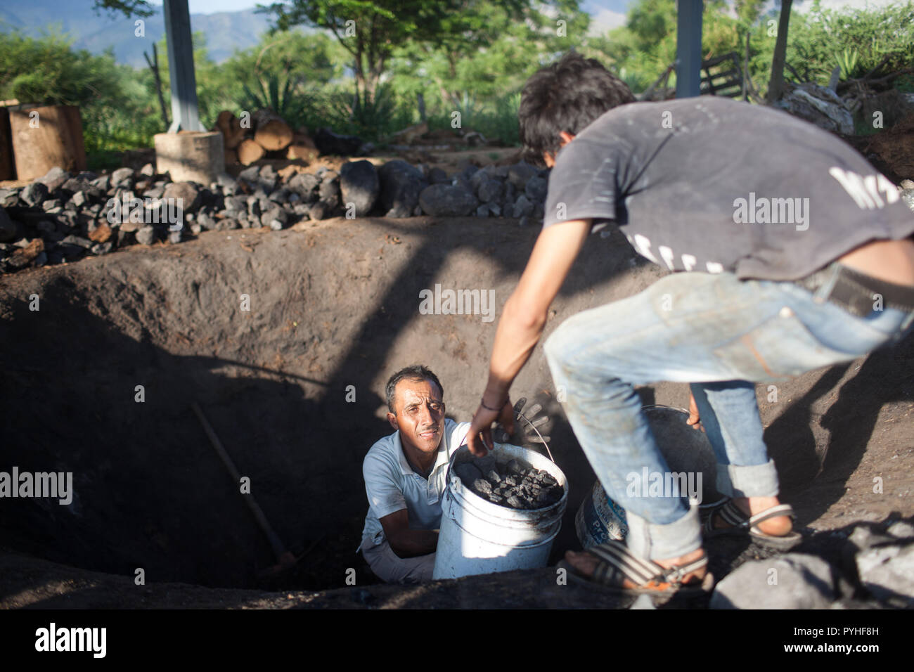 A worker clears a pit used to cook maguey pi–a at the palenque of ...