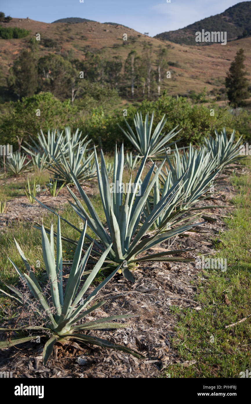 A field of espad’n maguey plants at the family palenque of Mezcal ...