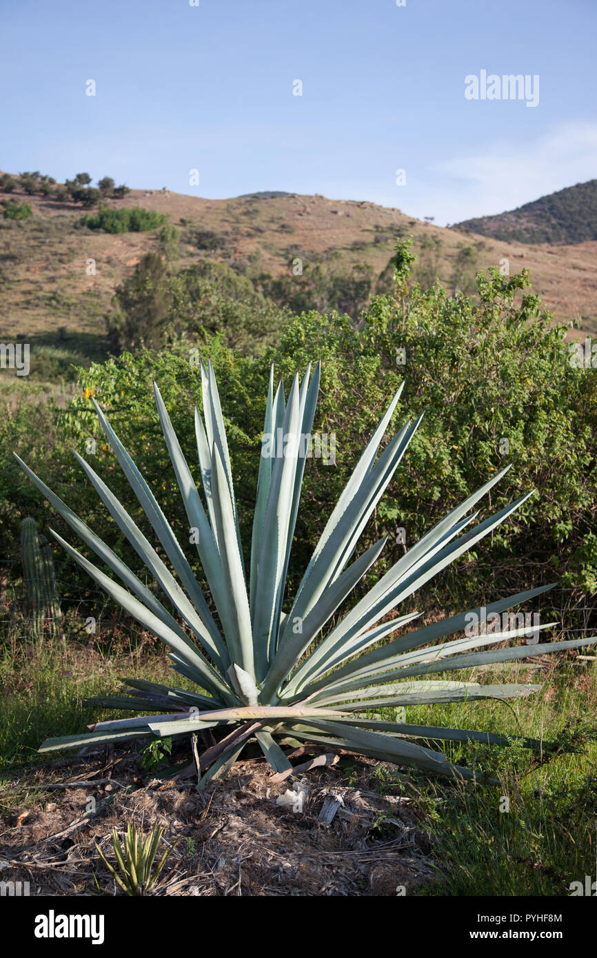 Mezcal espadin hi-res stock photography and images - Alamy