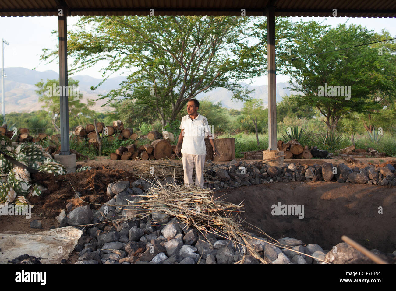 A worker clears a pit used to cook maguey pi–a at the palenque of ...