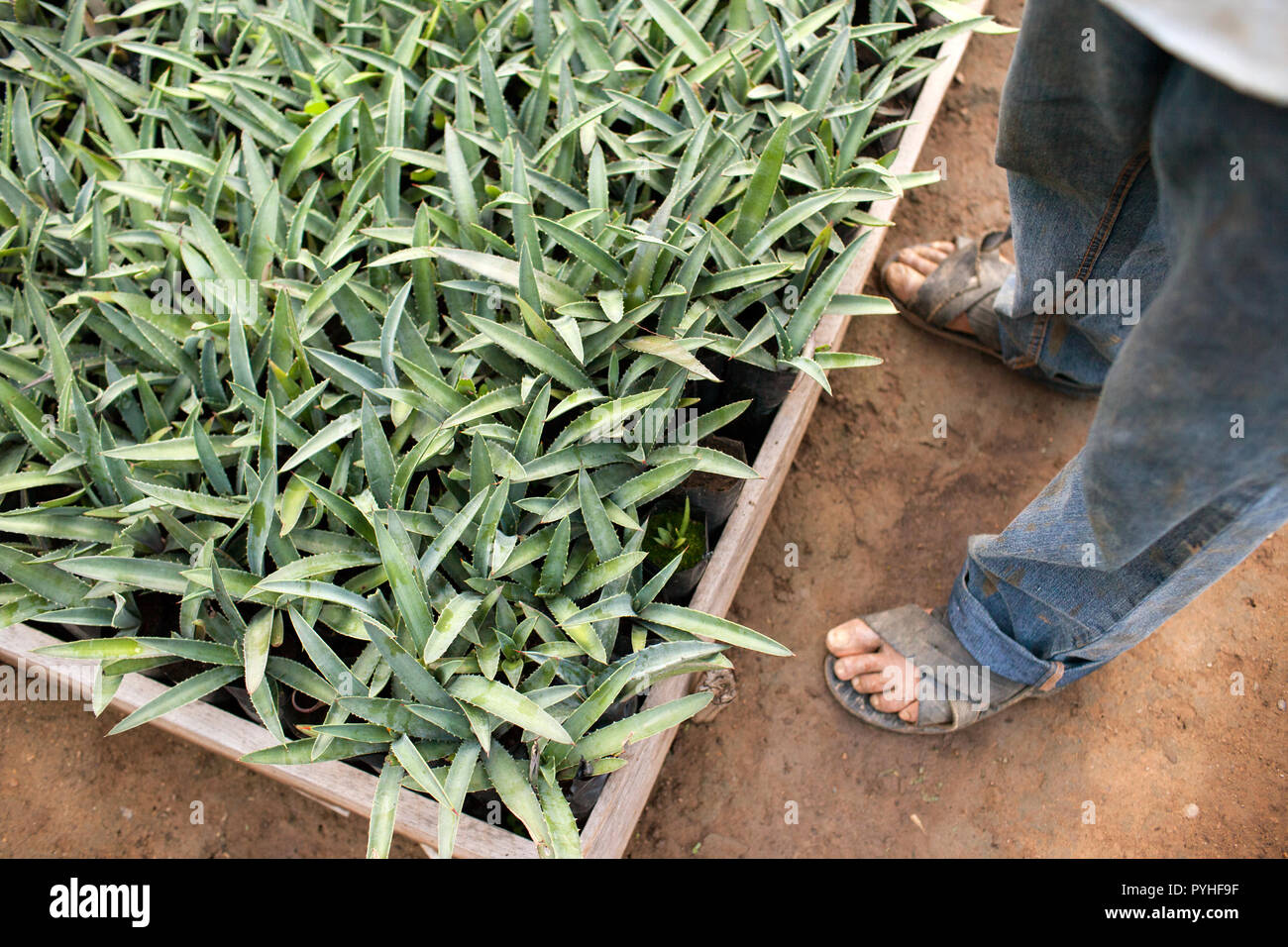 A plant nursery used to grow Maguey, which will be turned into mezcal ...