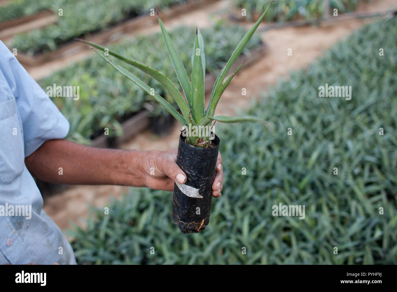 A plant nursery used to grow Maguey, which will be turned into mezcal ...